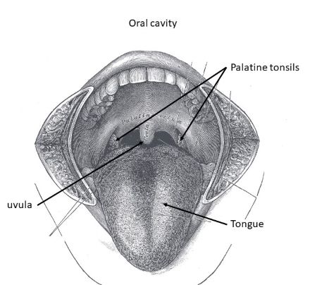 What is the function of the tonsils in the lymphatic system? | Homework ...