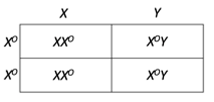 In cats, there is a coat color gene located on the X chromosome. This ...