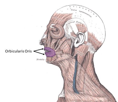 (a) Where is orbicularis oris located? (b) Explain its action ...