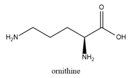 Gramicidin S, a topical antibiotic produced by the bacterium Bacillus ...
