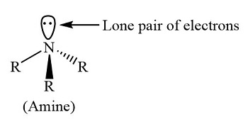 Why are amines basic, but amides are not basic? a. Amides can ...