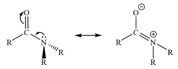 Why are amines basic, but amides are not basic? a. Amides can ...