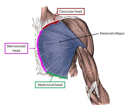 The _______ originates on the 2nd to 6th ribs, the sternum, and medial ...