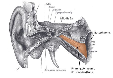 What are the tubes that open into the lateral walls of the Nasopharynx ...