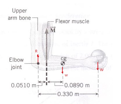 A man holds a 178 N ball in his hand, with the forearm horizontal. He ...