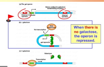 What regulatory proteins in Prokaryotic gene regulation share the ...