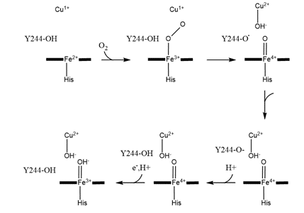 What residue in Cytochrome c oxidase participates in forming a ...