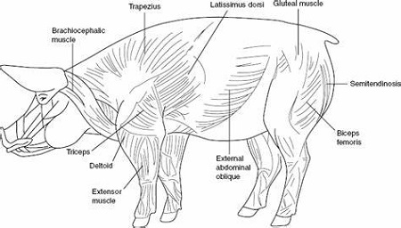 What are the muscles on a pigs back? | Homework.Study.com