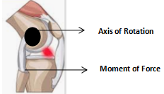 Explain why the forces in our joints are several times larger than the ...