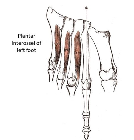 What is the action of the plantar interossei? a. extend leg b. adduct ...