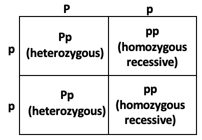 Predict the offspring of a mating between a heterozygous polydactylous ...