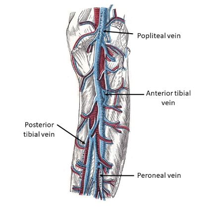 State True or False: The anterior and posterior tibial veins unite to ...