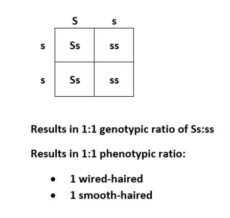 In dogs, wire hair (S) is dominant to smooth hair (s). In a cross of a ...