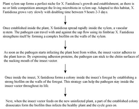Walking Stick Life Cycle Diagram
