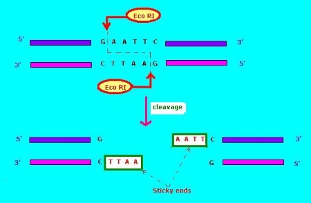 From the table below, which combination of enzymes leaves ends that can ...