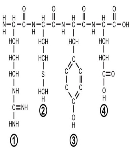Calculate the fraction of C-termini that is deprotonated at pH 2.3 ...