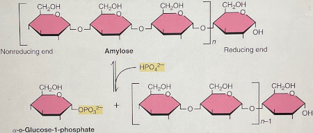 Write a reasonable chemical mechanism for the starch phosphorylase ...
