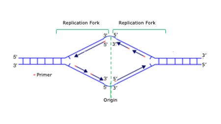 During the process of DNA replication in the cell, primers are added to ...
