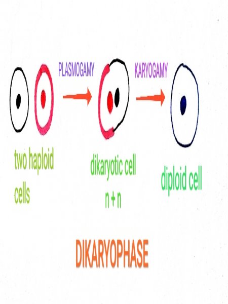 What divides into dikaryotic cells during classification? | Homework ...