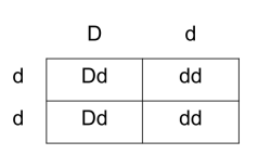 Matthew, a heterozygous Rh-positive man, and Patty, a Rh-negative woman ...