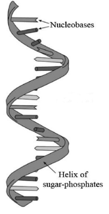 How do RNA and magnetic beads bind together when performing RNA ...