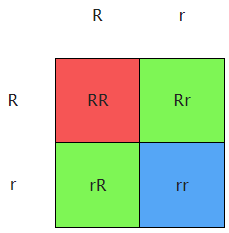 Draw a punnet square showing a possible genotypes of offspring from two ...