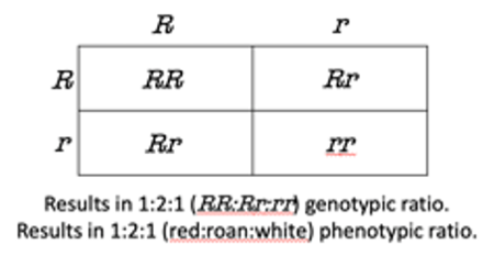 In cattle, roan coat color (mixed red and white hairs) occurs in the ...
