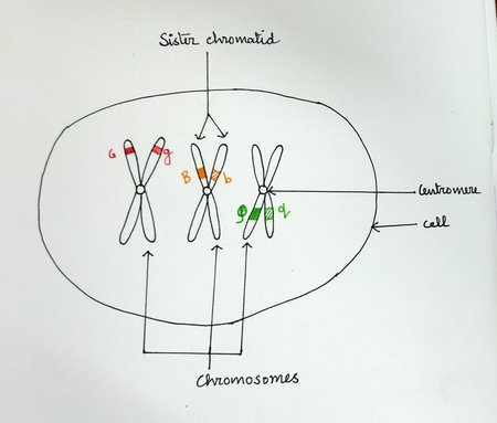 Draw a cell with the genotype GgBbQq. Be sure to have appropriate label ...