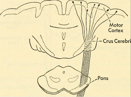 The brain communicates with the outside world through a variety of ...