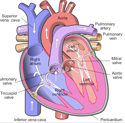 The pCO2 in the aorta is: A. 40mmHg B. 46mmHg C. 100mmHg | Homework ...
