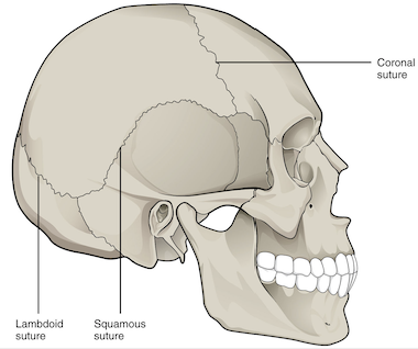 Which suture is mismatched with the total number of bones that are ...