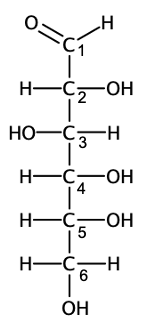 How many chiral carbon atoms are present in a molecule of glucose? | Homework.Study.com