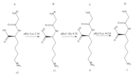 Equation For The Formation Of The First Tripeptide