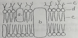 Refer to the cell membrane diagram above and answer the questions that ...