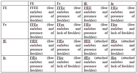 Using the freckles and attached earlobe genes in humans, starting with ...