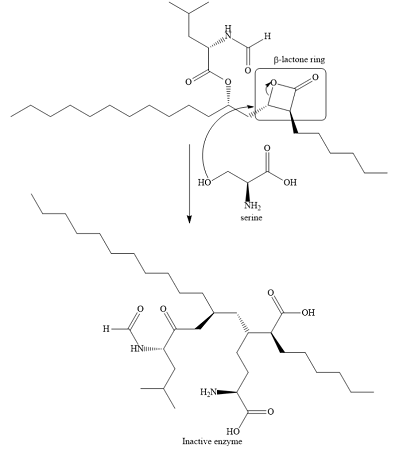 The anti-obesity drug orlistat works by irreversibly inhibiting ...