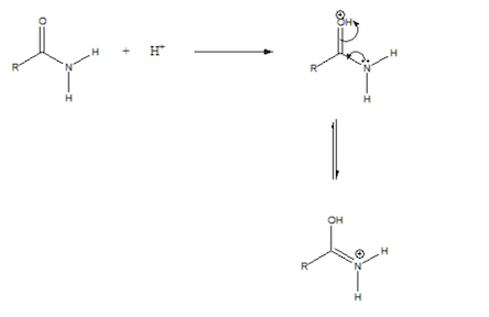 Protonation of an amide using strong acid occurs on oxygen rather than ...