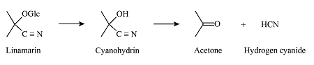 What cyanohydrin and carbonyl compounds are formed when amygdalin is ...