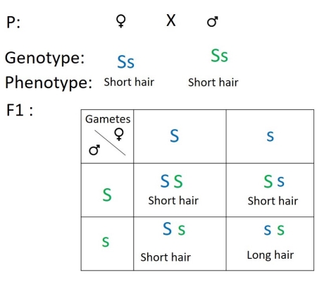 In guinea pigs, the allele for short hair is dominant over the long ...