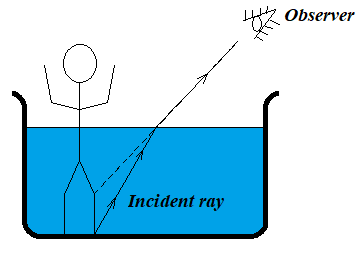 Explain why a person's legs appear very short when wading in a pool ...