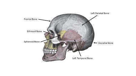 Identify the two (2) major bones that comprise the head. | Homework ...