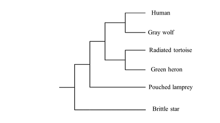 Make a phylogenetic tree using the following species: Brittlestar ...