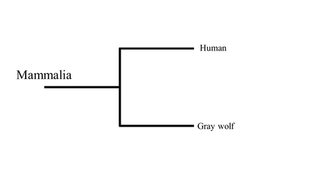 Human Phylogenetic Tree