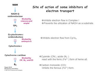What is the effect of added succinate to rotenone-blocked, amytal ...