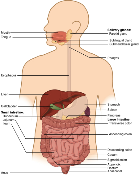 How is the ileum structurally different from the duodenum? | Homework ...