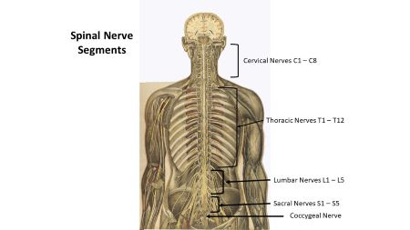 How many spinal segments divide off of the spinal cord to innervate the ...