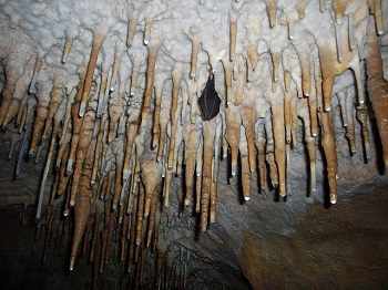 What is a stalactite? | Homework.Study.com