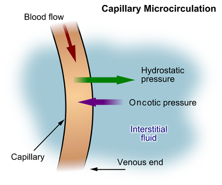 List the three mechanisms of capillary exchange and relate each one to ...