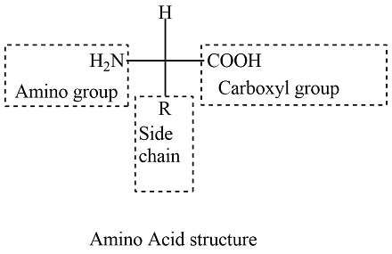 Which amino acids contain amine as a functional group in their R group ...