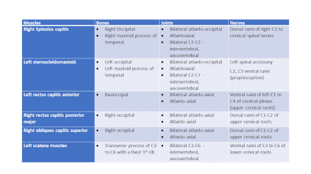 When you turn your head to the right which muscles move which bones ...